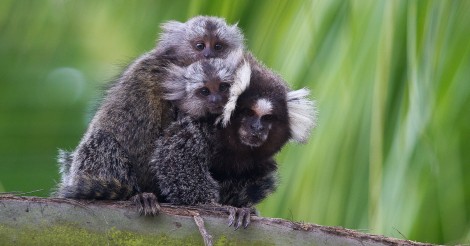 Macacos como Pets - Gazeta Online